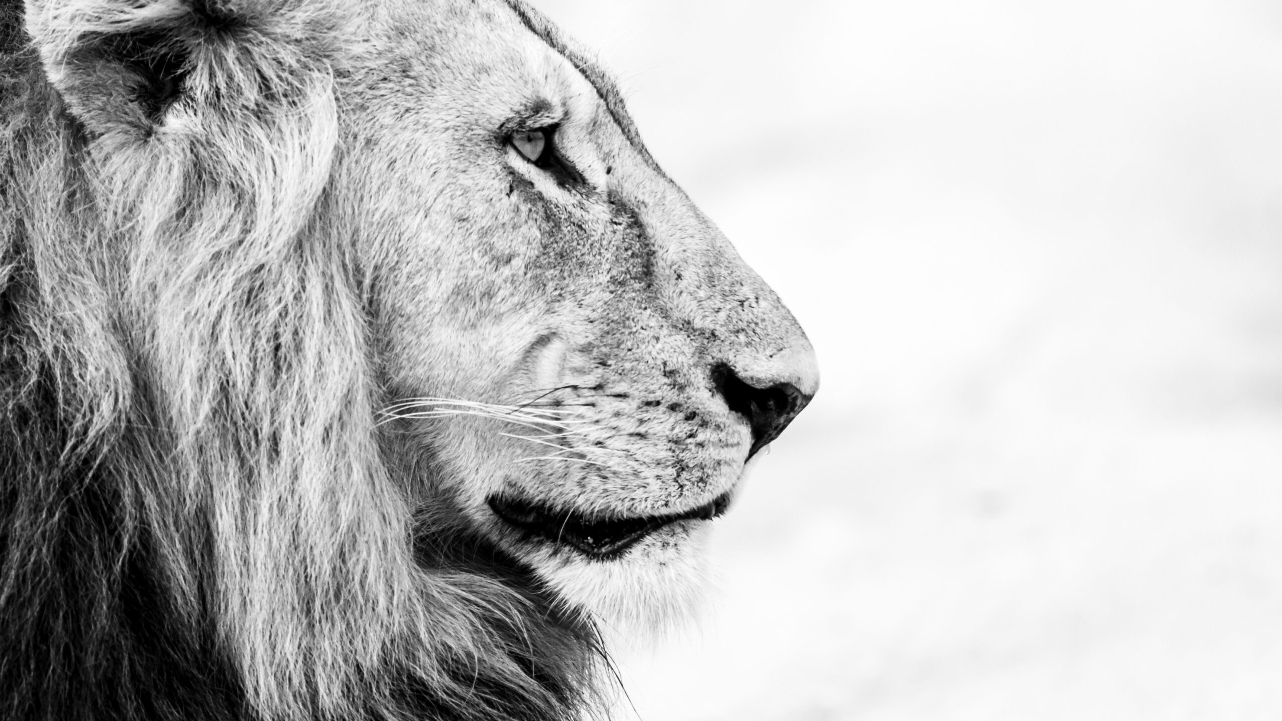 Why It's Important to Use WebP Images on Your Website - Stoic Digital